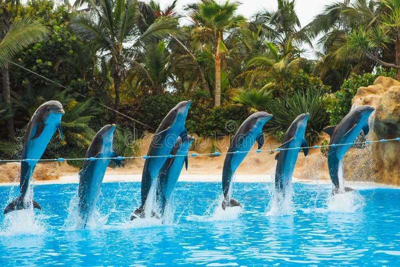 Jumping Dolphins at Animal Park Stock Image - Image of ripples ...