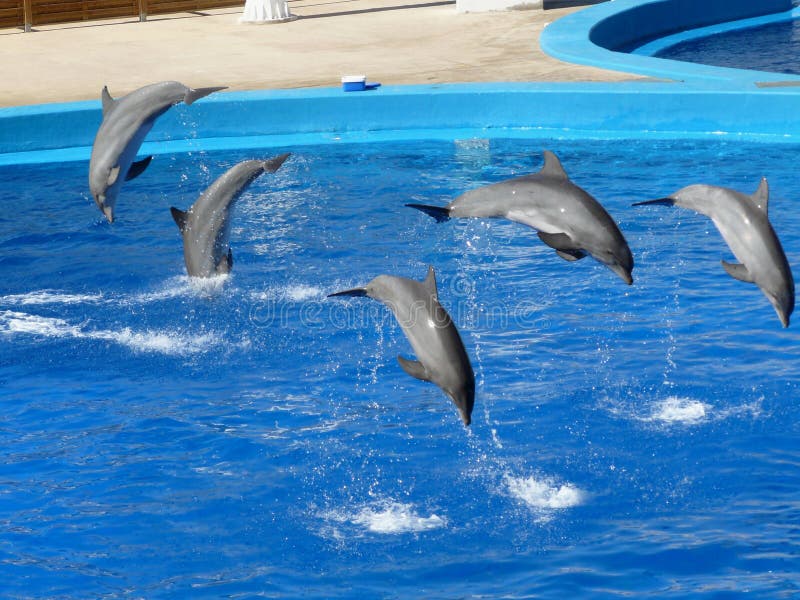 Performing Dolphins stock photo. Image of show, jump - 14222322