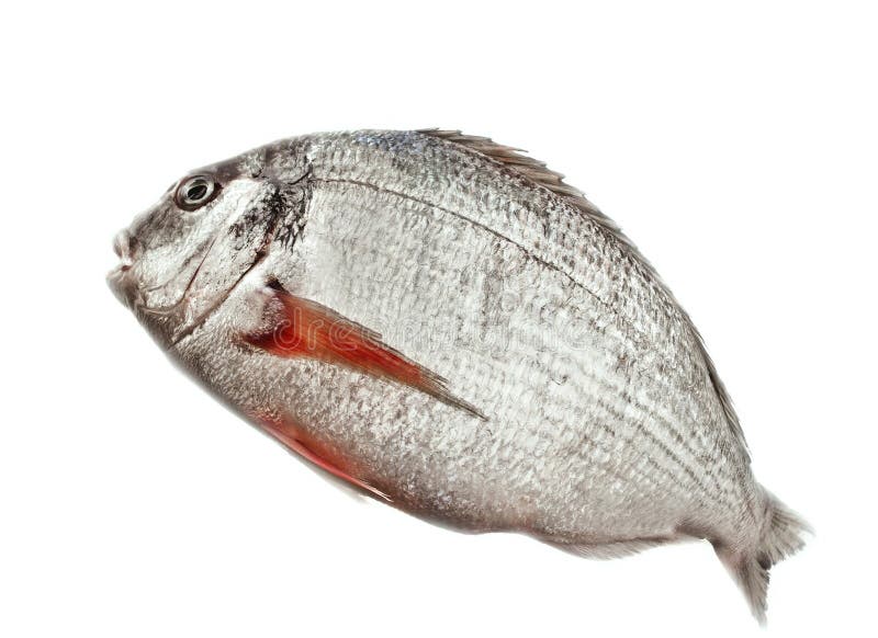 Jumping dorado stock image. Image of round, fatty, fish - 29384185