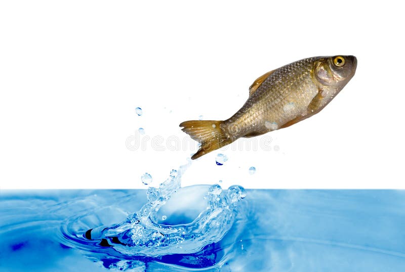 Jumping fish stock image. Image of liquid, large, beautiful - 2758879