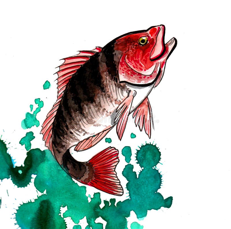 Jumping Fish, Watercolour Sketch Stock Illustration - Illustration of ...