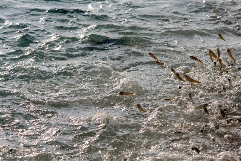 Jumping fishes stock photo. Image of coral, fish, food - 41103424