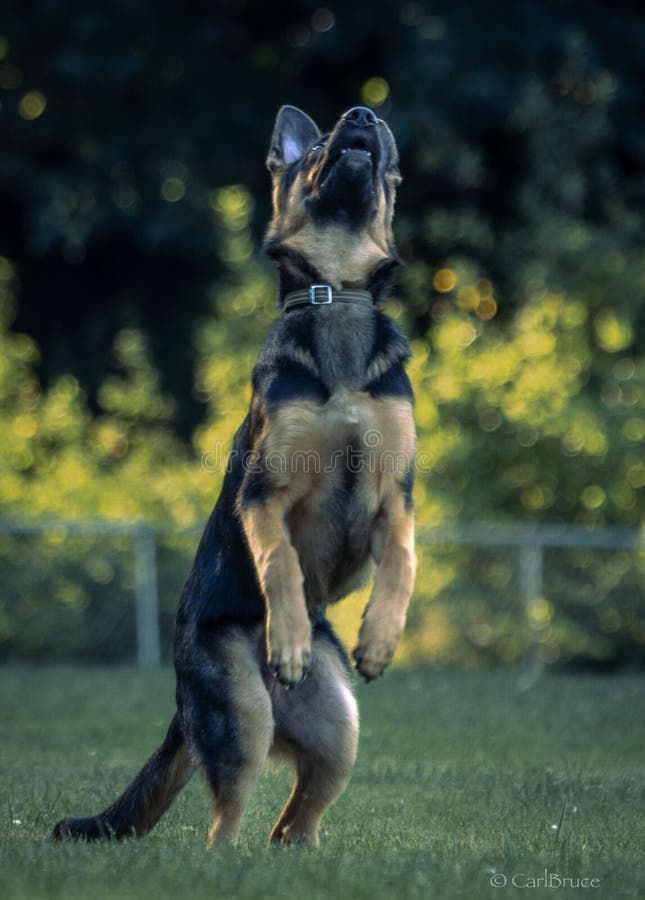 Jumping german shepherd stock photo. Image of guard - 261033388