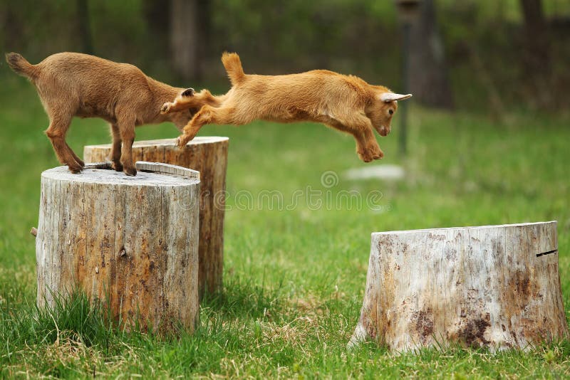Jumping Goat stock photo. Image of yellow, animal, young - 40622500