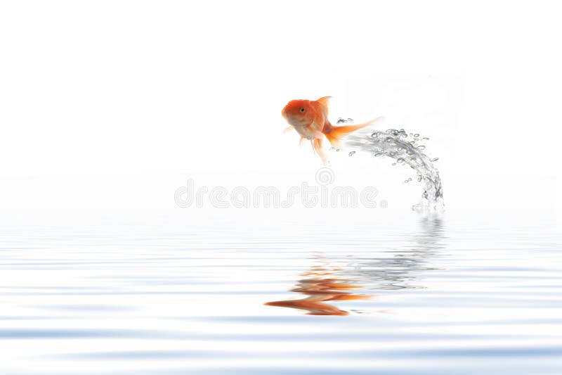 Goldfish jumping stock photo. Image of ripple, splash - 8599898