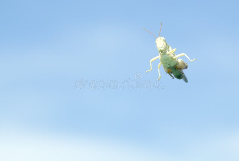Jumping Grasshopper stock photo. Image of wildlife, animal - 15004262