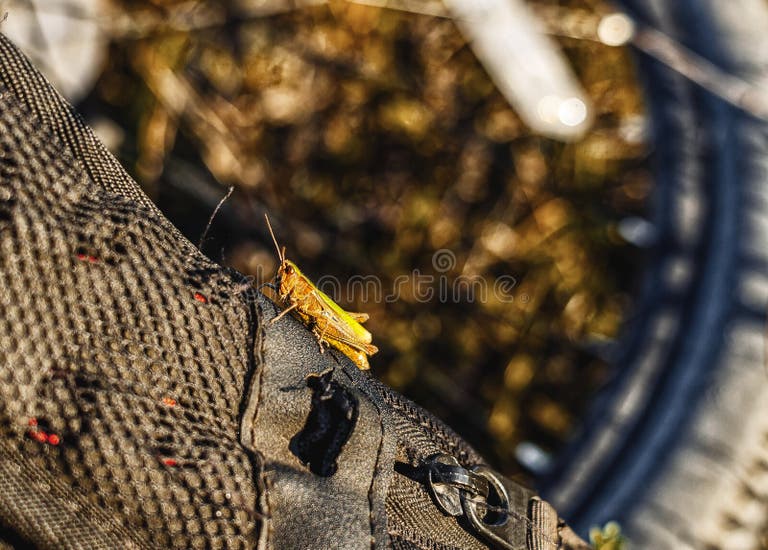 Jumping Grasshopper Insect Sits on Backpack in Nature Stock Photo ...