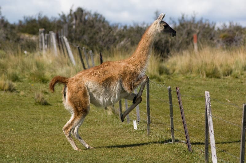 Guanaco stock image. Image of rock, peak, snow, vicuna - 5486427