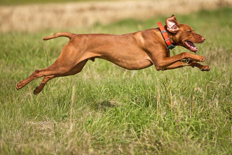 Jumping dog stock image. Image of breed, vizsla, exercise - 29432371