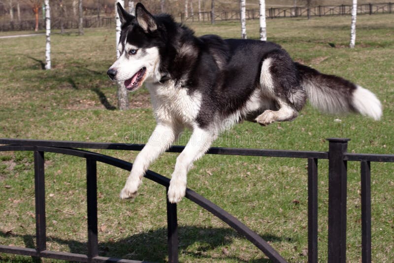 Jumping husky stock photo. Image of animal, spring, horizontal - 17782300