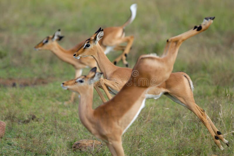 Jumping impalas stock image. Image of action, three, africa - 21043531