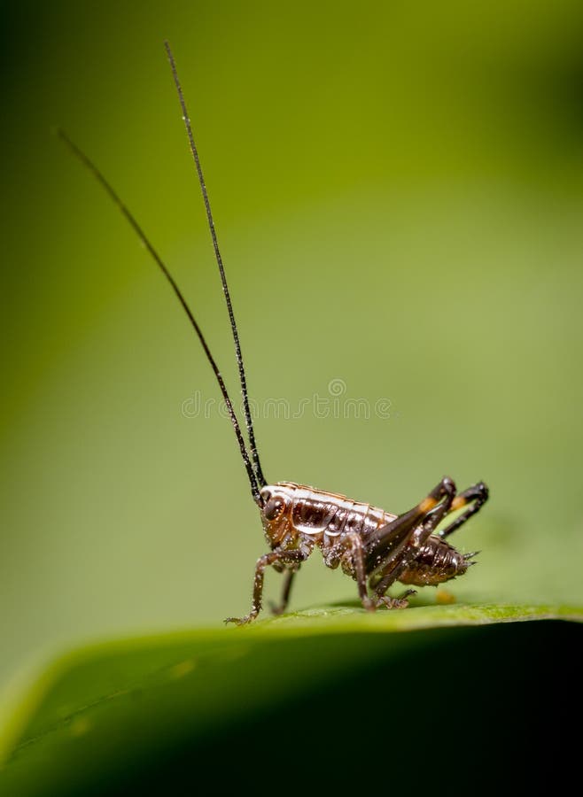 Jumping Insect with Big Antennas Stock Image - Image of small, active ...