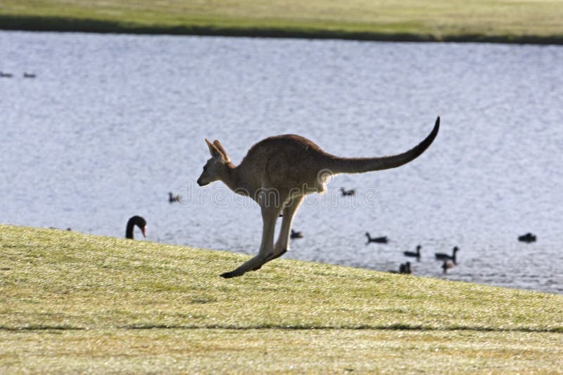 Jumping kangaroo stock photo. Image of leaping, australian - 21805136