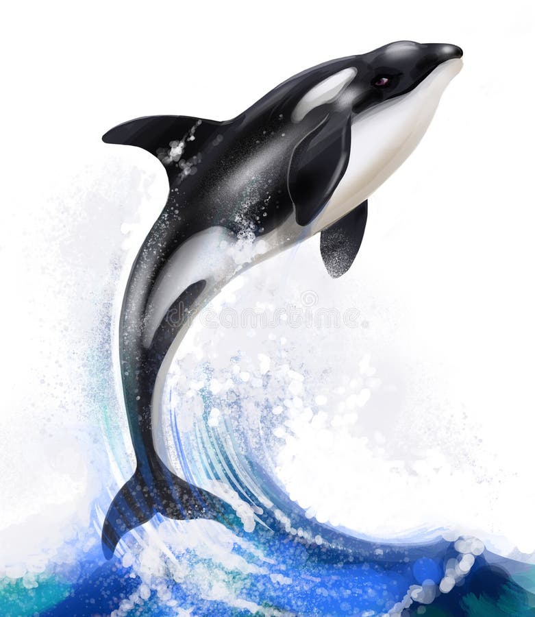 Jumping killer whale stock illustration. Illustration of aquatic ...