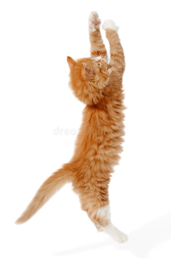 Falling kitten stock photo. Image of animals, pawed, effortless - 23535908