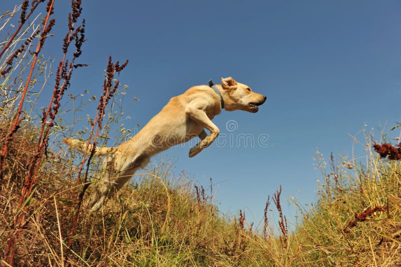 Jumping labrador stock image. Image of running, golden - 13793843