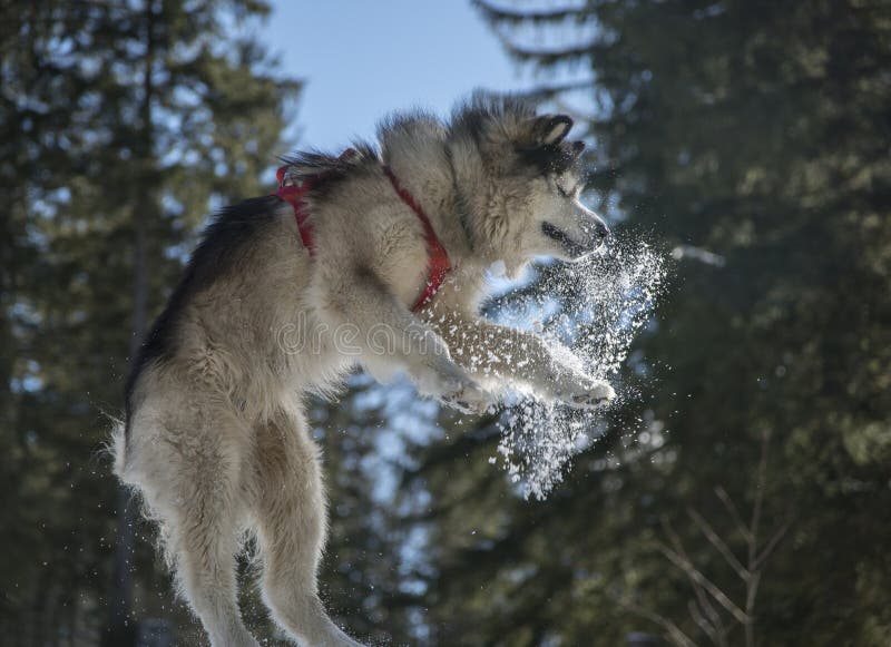 Jumping laika stock photo. Image of outdoor, malamute - 87367404