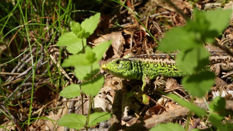 Jumping Lizard in the Forest Stock Footage - Video of cold, nimble ...