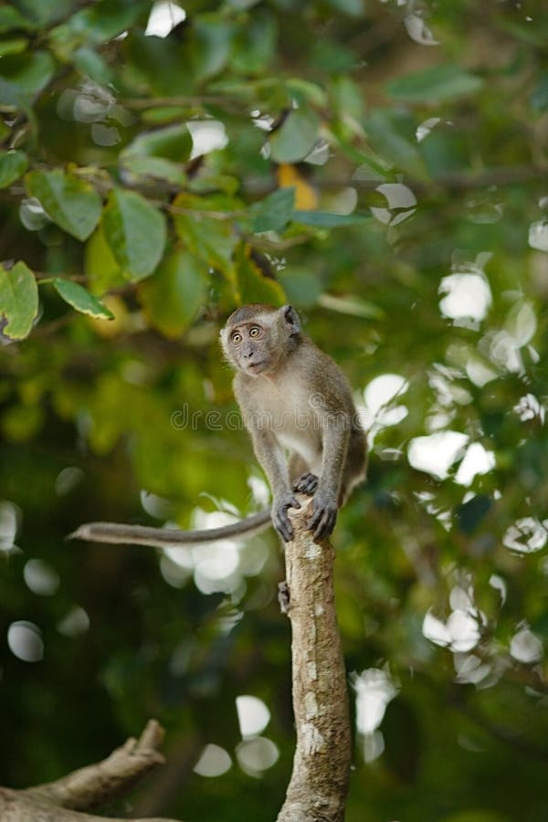 Jumping Macaque Monkey stock image. Image of jumping - 23487551