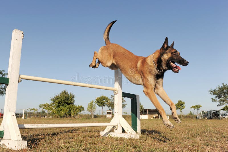 Jumping malinois stock photo. Image of outdoors, canine - 20974396