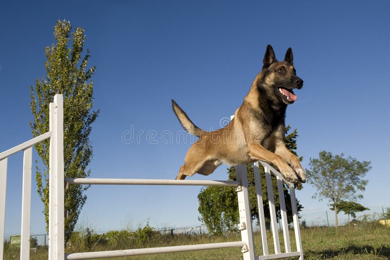 Jumping malinois stock image. Image of upright, guard - 26610953