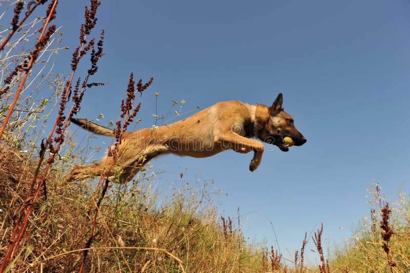 Jumping malinois stock photo. Image of guard, happy, exercise - 9940750