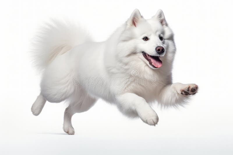 Jumping Moment, Samoyed Dog on White Background Stock Illustration ...