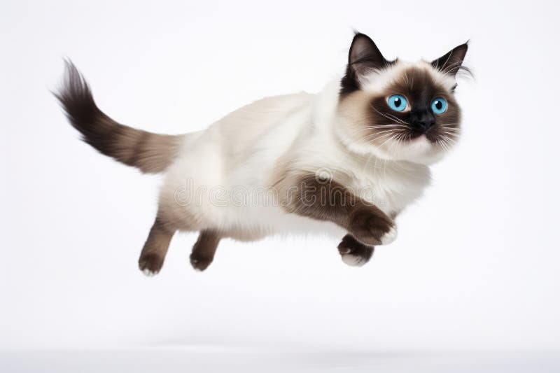 Jumping Moment, Snowshoe Cat on White Background Stock Illustration - Illustration of animal ...