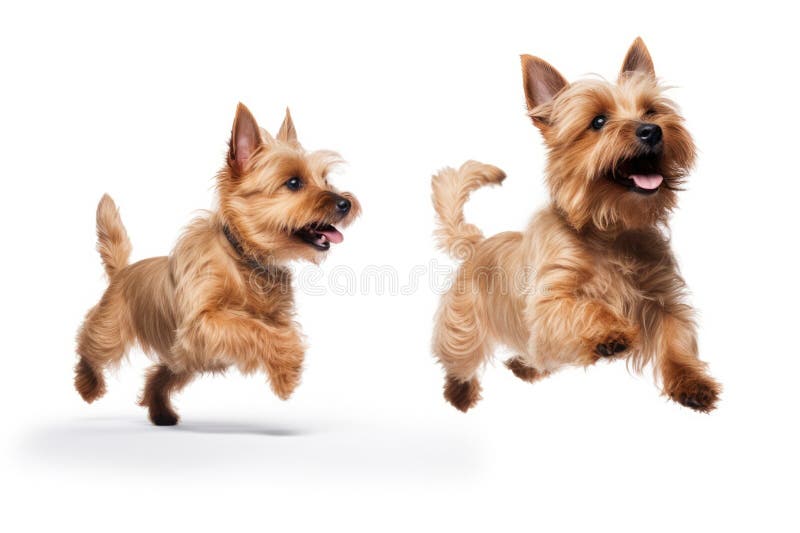 Jumping Moment, Two Norwich Terrier Dogs on White Background Stock ...