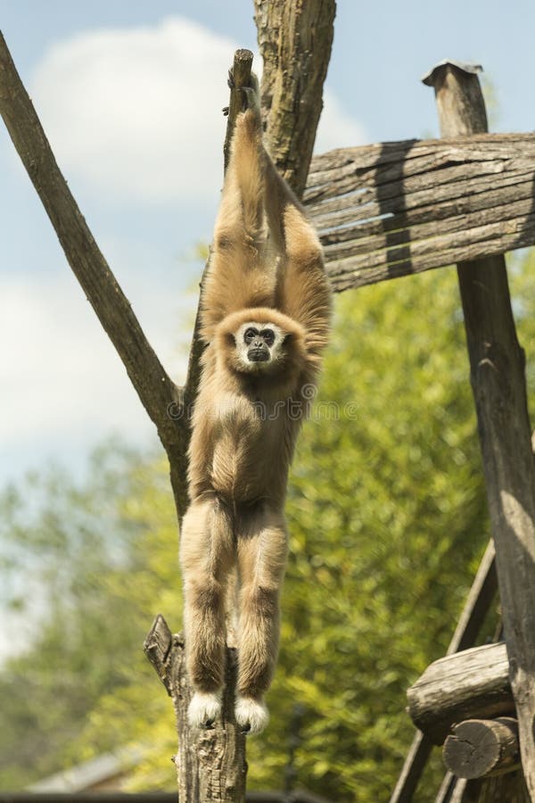Jumping monkey stock image. Image of species, strength - 92447073