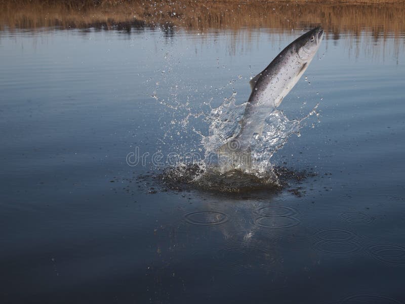 1,452 Salmon Jumping Stock Photos - Free & Royalty-Free Stock Photos ...
