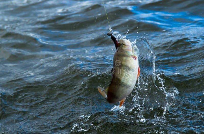 Jumping Out from Water Trout Stock Image - Image of ready, salmon: 15691631