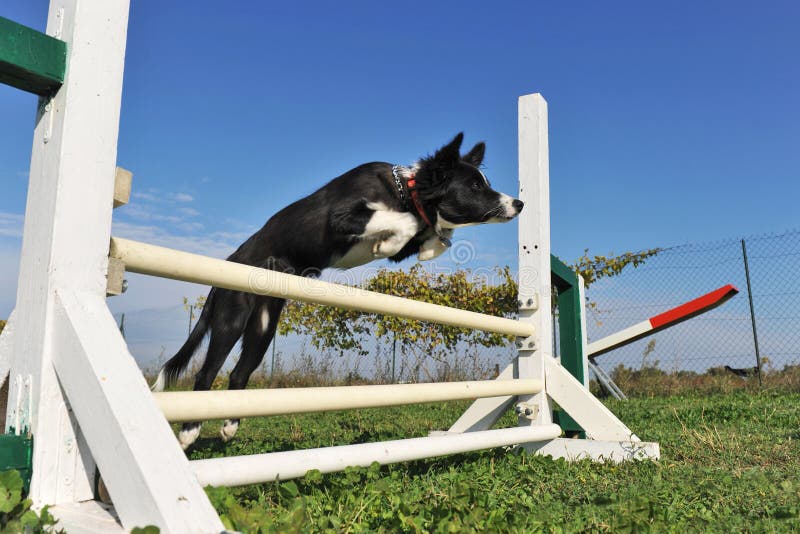Jumping Puppy Border Collie Stock Photo - Image of white, competition ...