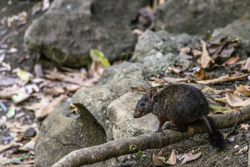 Jumping rat stock photo. Image of nature, animal, park - 84155706