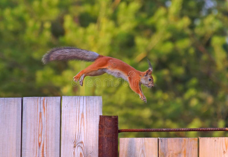 Jumping Squirrel Over the Fence Stock Image - Image of pine, jumping ...