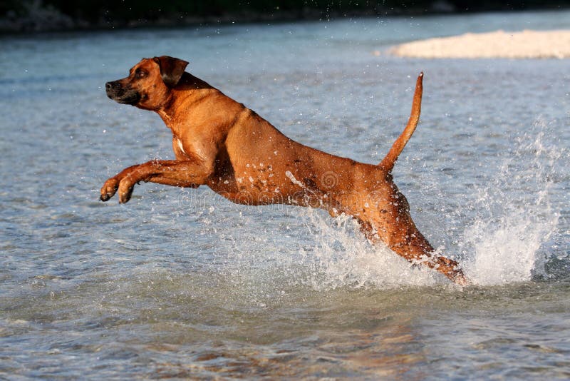 Dog Jumping Up To Catch a Ball Stock Photo - Image of play, activity ...