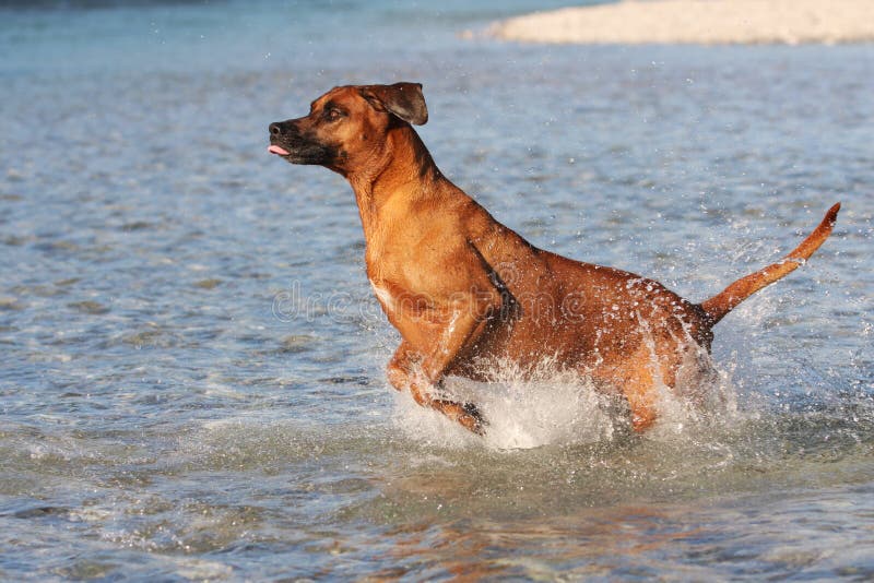 Jumping Rhodesian Ridgeback Stock Photo - Image of female, funny: 15034568