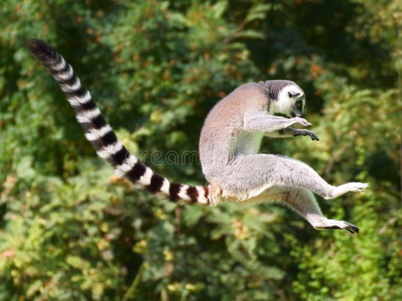 Lemur Jumping Off Walls