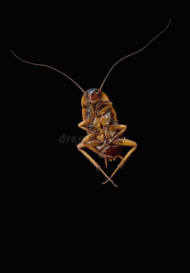 Bugs stock image. Image of disgusting, fear, crowded, crawler - 1374261