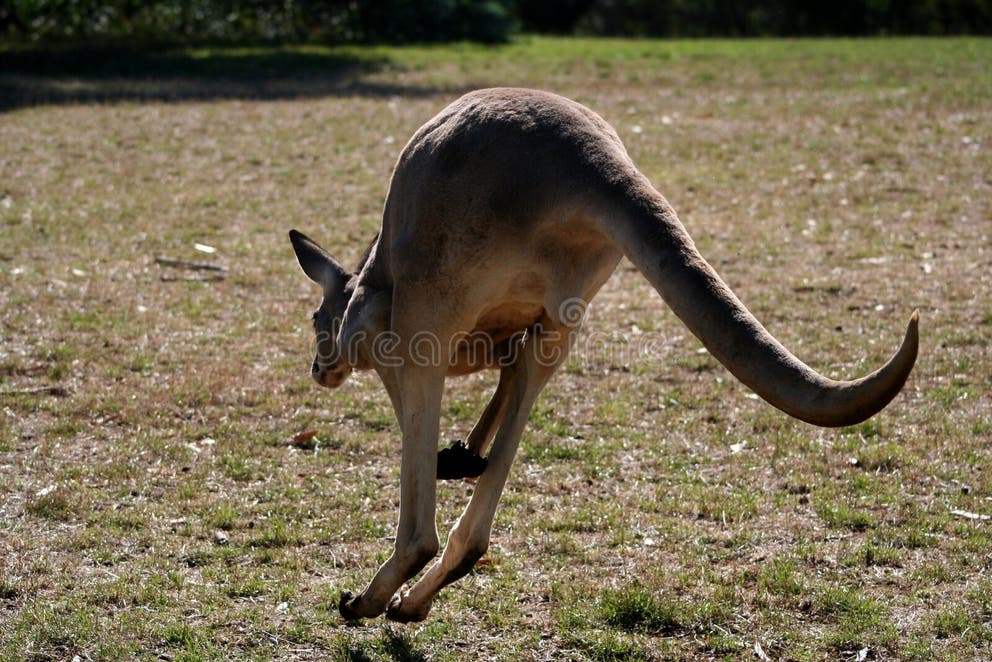 Jumping Roo stock photo. Image of australia, running, animal - 3655040