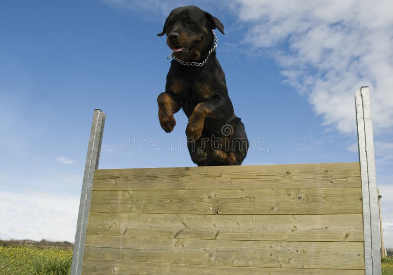 Jumping rottweiler stock photo. Image of breed, dangerous - 1821500