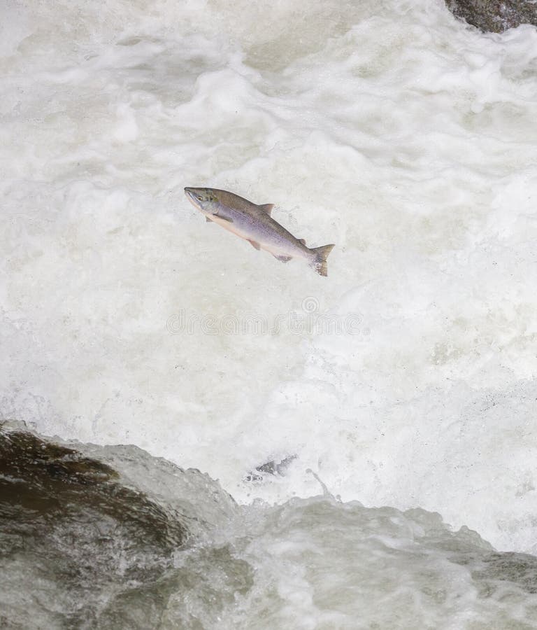 Jumping Salmon in River stock photo. Image of spawn - 229779754