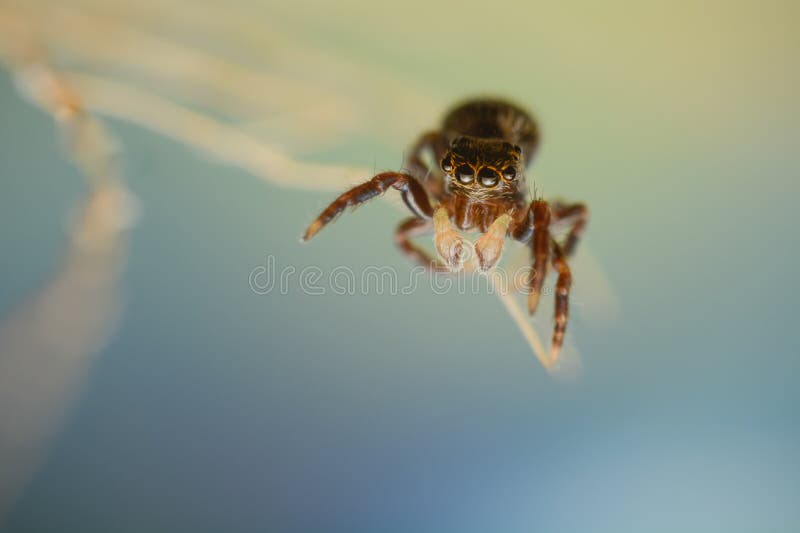 Jumping Soider Getting Ready To Jump Stock Photo - Image of spiderweb ...