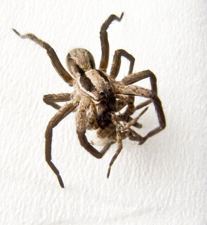 Jumping spider stock photo. Image of cobwed, wild, crawl - 11088856