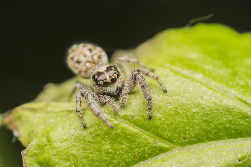 Jumping Spider stock image. Image of botany, gaze, funny - 25480263