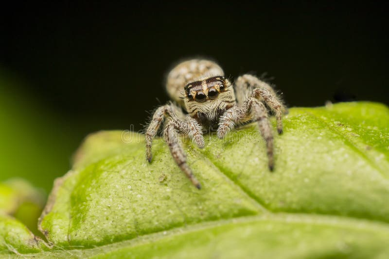 Very Sharp Photo of US Jumping Spider Phiddipus Stock Photo - Image of ...
