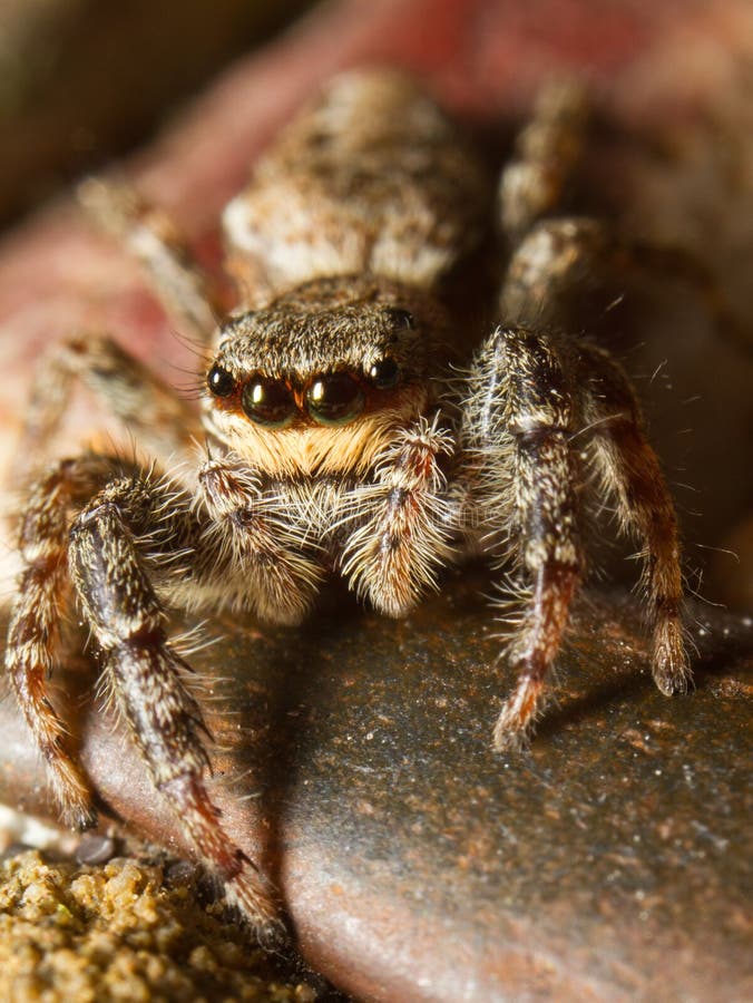 Jumping spider stock image. Image of marpissa, spring - 26370913