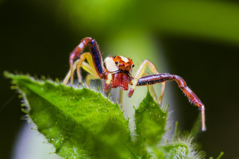 Jumping Spider stock photo. Image of jungle, fauna, jumping - 26606886