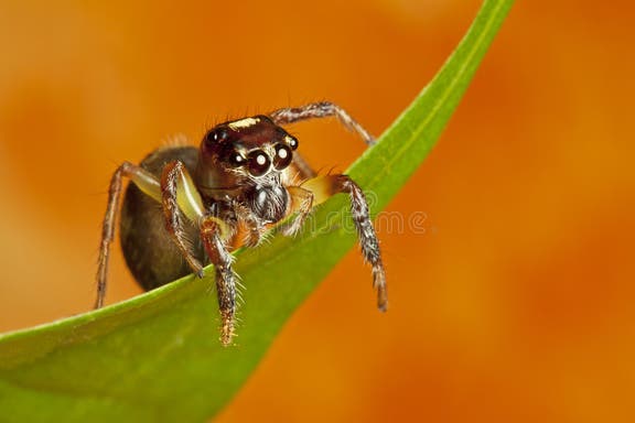 Jumping Spider stock photo. Image of nature, taxonomy - 26834824