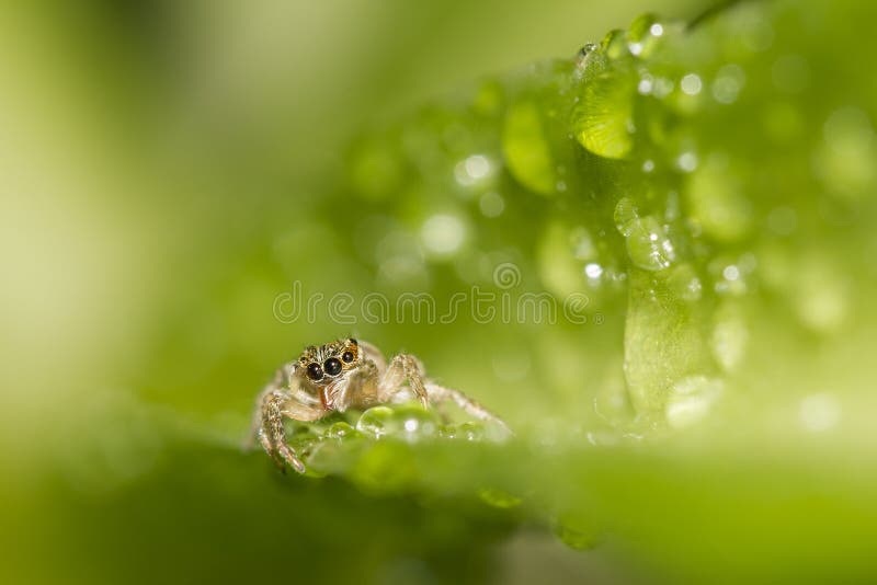 Jumping spider stock image. Image of raindrops, detail - 27818155